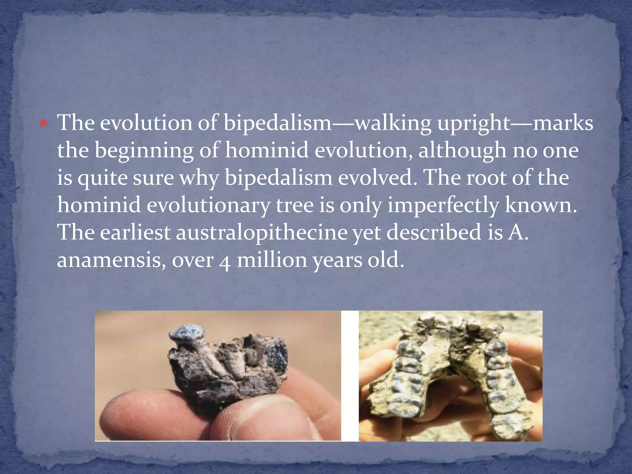 Evolution of Human | PPTX