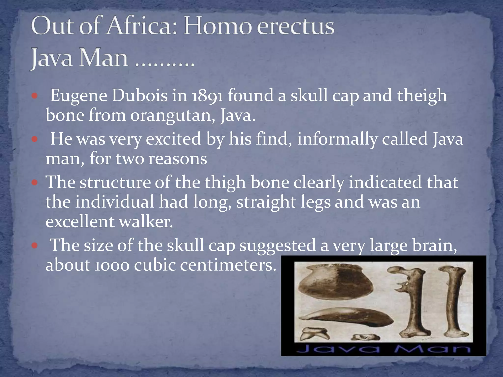 Evolution of Human | PPTX