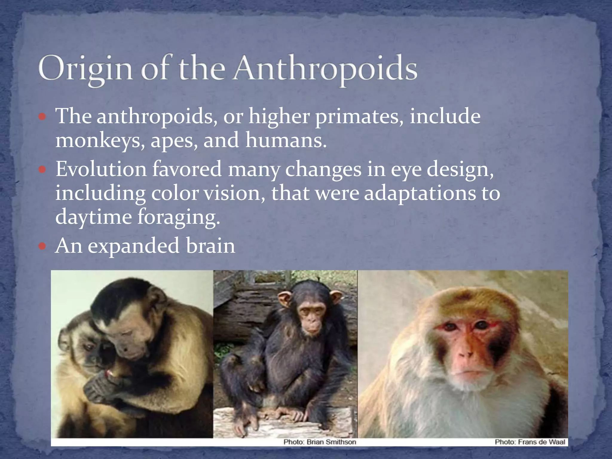 Evolution of Human | PPTX