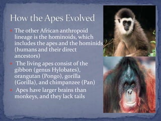 Evolution of Human | PPTX