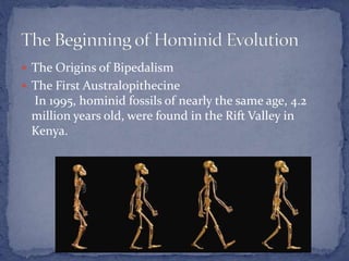 Evolution of Human | PPTX