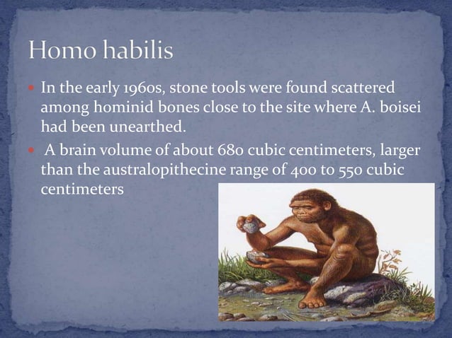 Evolution of Human | PPTX | Geology | Science