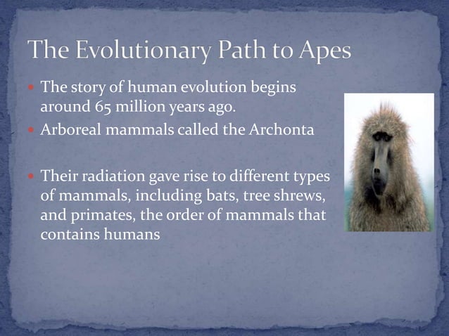 Evolution of Human | PPTX | Geology | Science