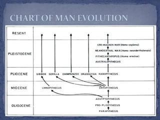 Evolution of Human | PPTX