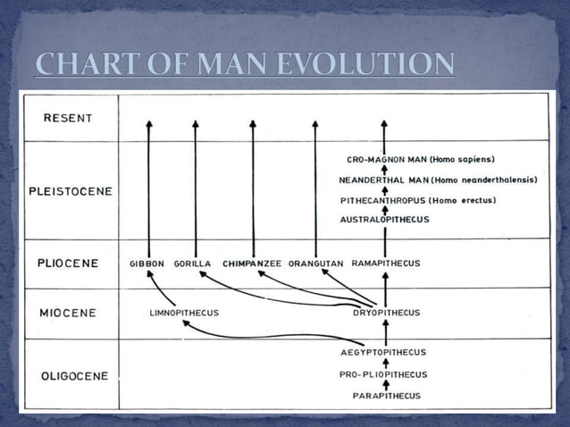 Evolution of Human | PPTX | Geology | Science
