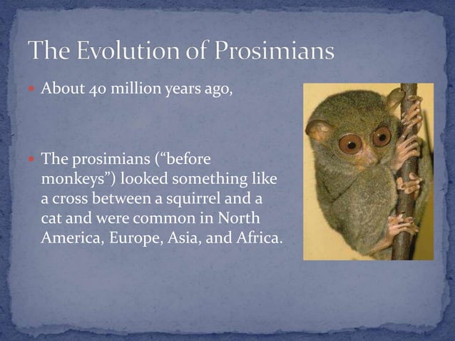 Evolution of Human | PPTX | Geology | Science