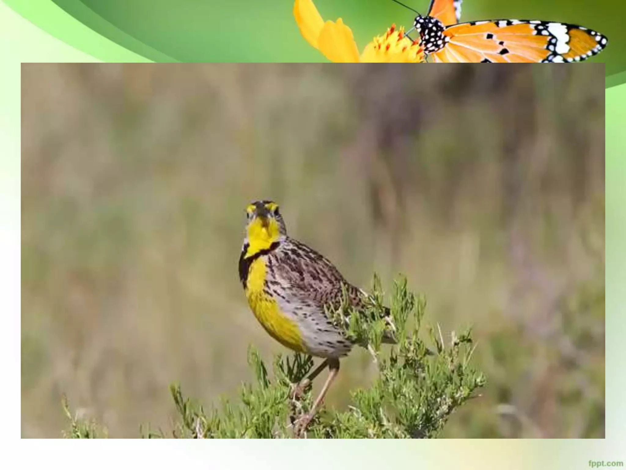 How insects communicate | PPTX