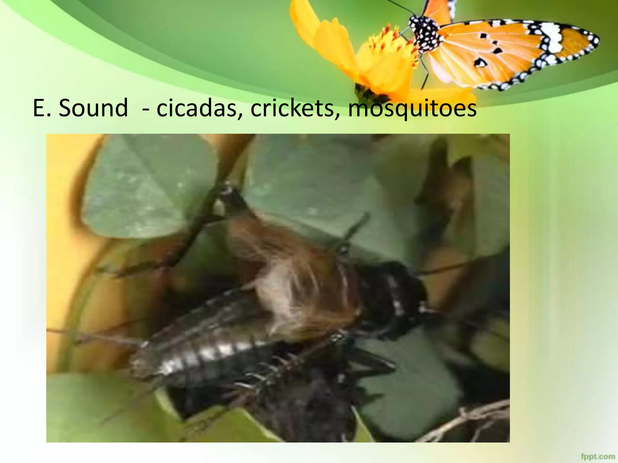 How insects communicate | PPTX