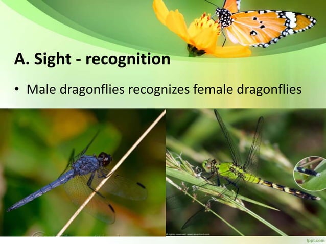 How insects communicate | PPTX | Beekeeping | Hobbies & Interests