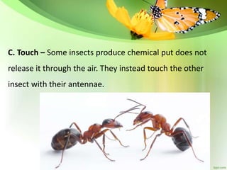 How insects communicate | PPTX | Beekeeping | Hobbies & Interests