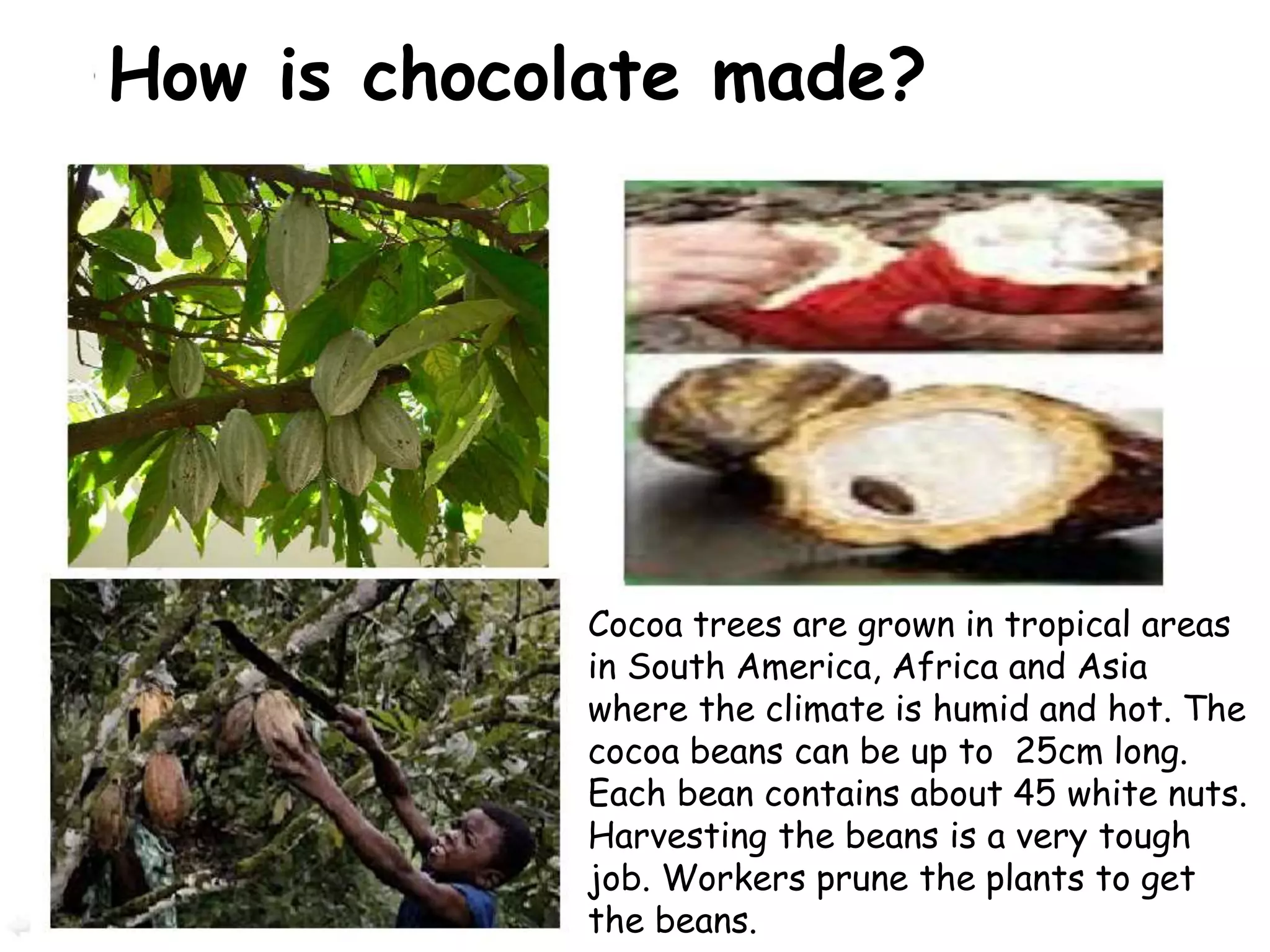 How is chocolate made | PPT