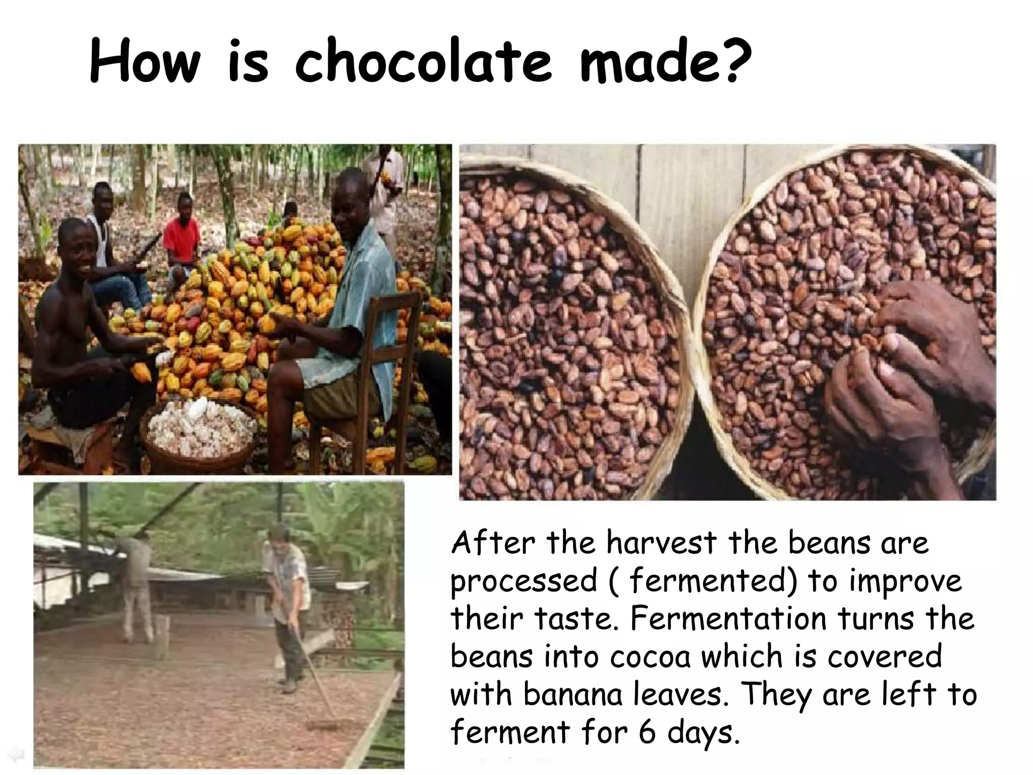 How is chocolate made | PPT