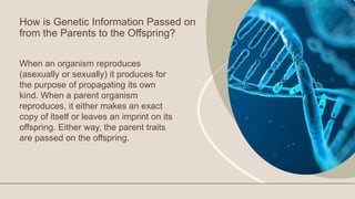 How is Genetic Information Passed on from the.pptx