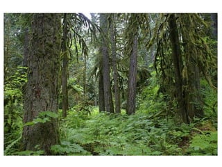 How is paper made | PPT