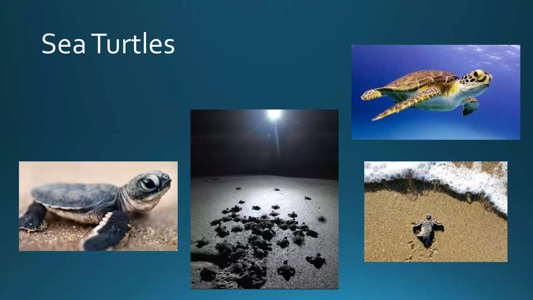 How light pollution affects wildlife | PPTX