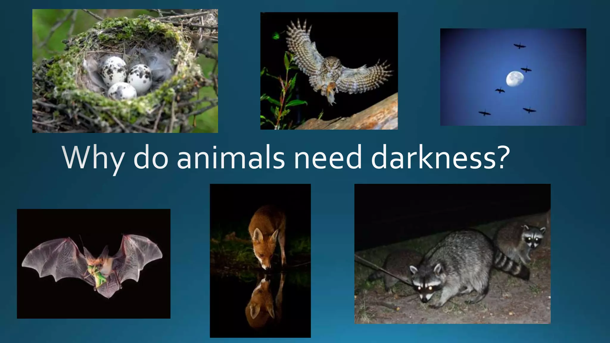 How light pollution affects wildlife | PPTX
