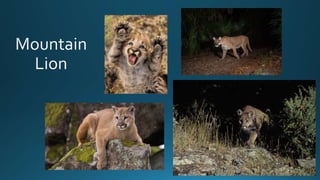 How light pollution affects wildlife | PPTX