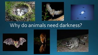 How light pollution affects wildlife | PPTX