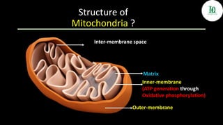 How mitochondria works.pptx | Biological Sciences | Science