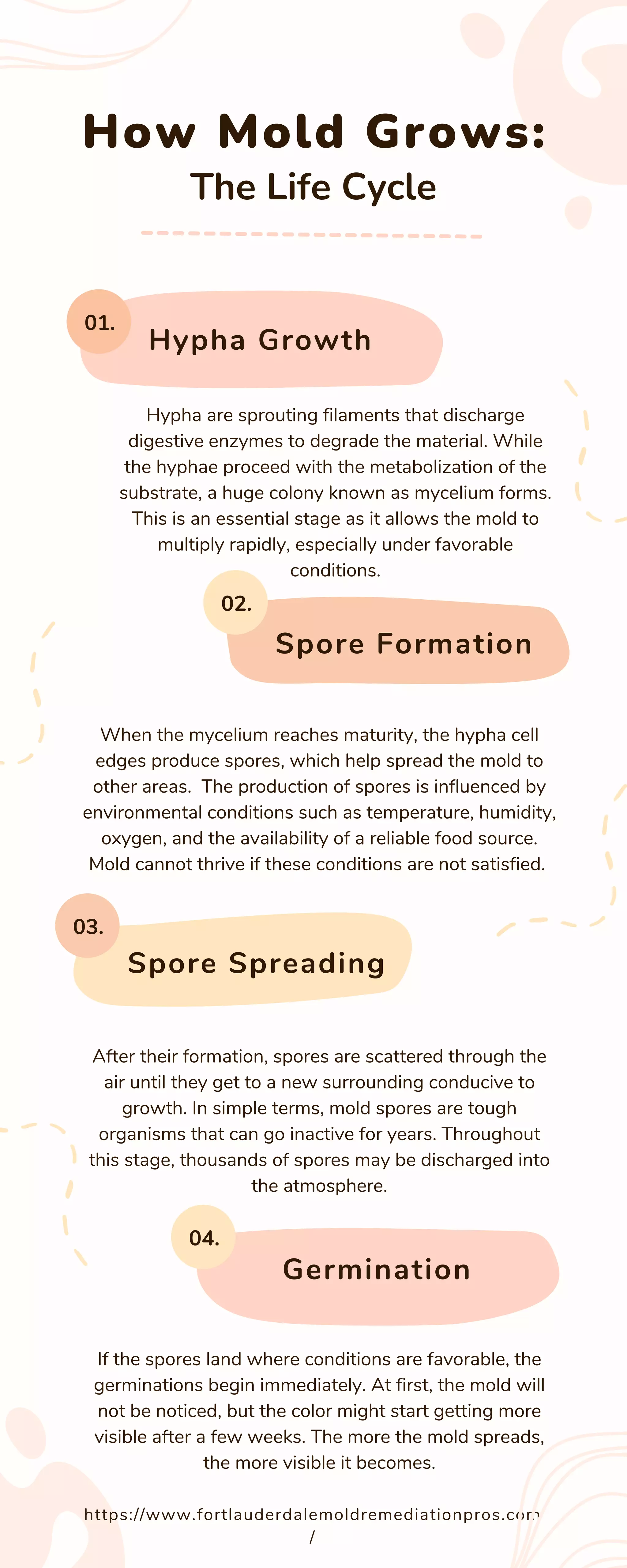 How Mold Grows The Life Cycle.pdf