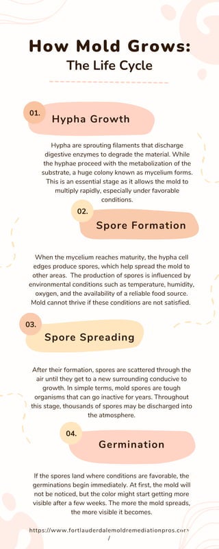 How Mold Grows The Life Cycle.pdf | Gardening | Home & Garden