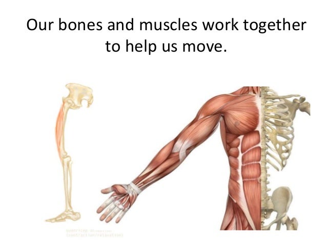 How Do Muscles Work In Pairs To Move The Body Rectangle Circle How Do Muscles Work In Pairs To Move The Body Rectangle Circle
