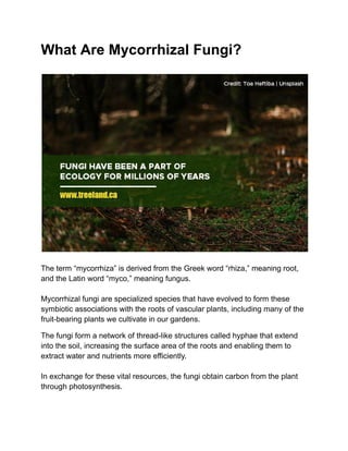How Mycorrhizal Fungi Can Benefit Your Tree.pdf