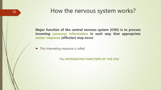 How nervous system works | PPTX