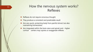 How nervous system works | PPTX