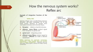 How nervous system works | PPTX