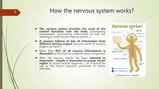 How nervous system works | PPTX