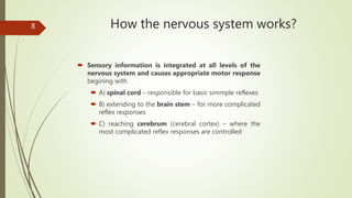 How nervous system works | PPTX