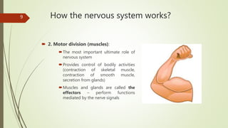 How nervous system works | PPTX