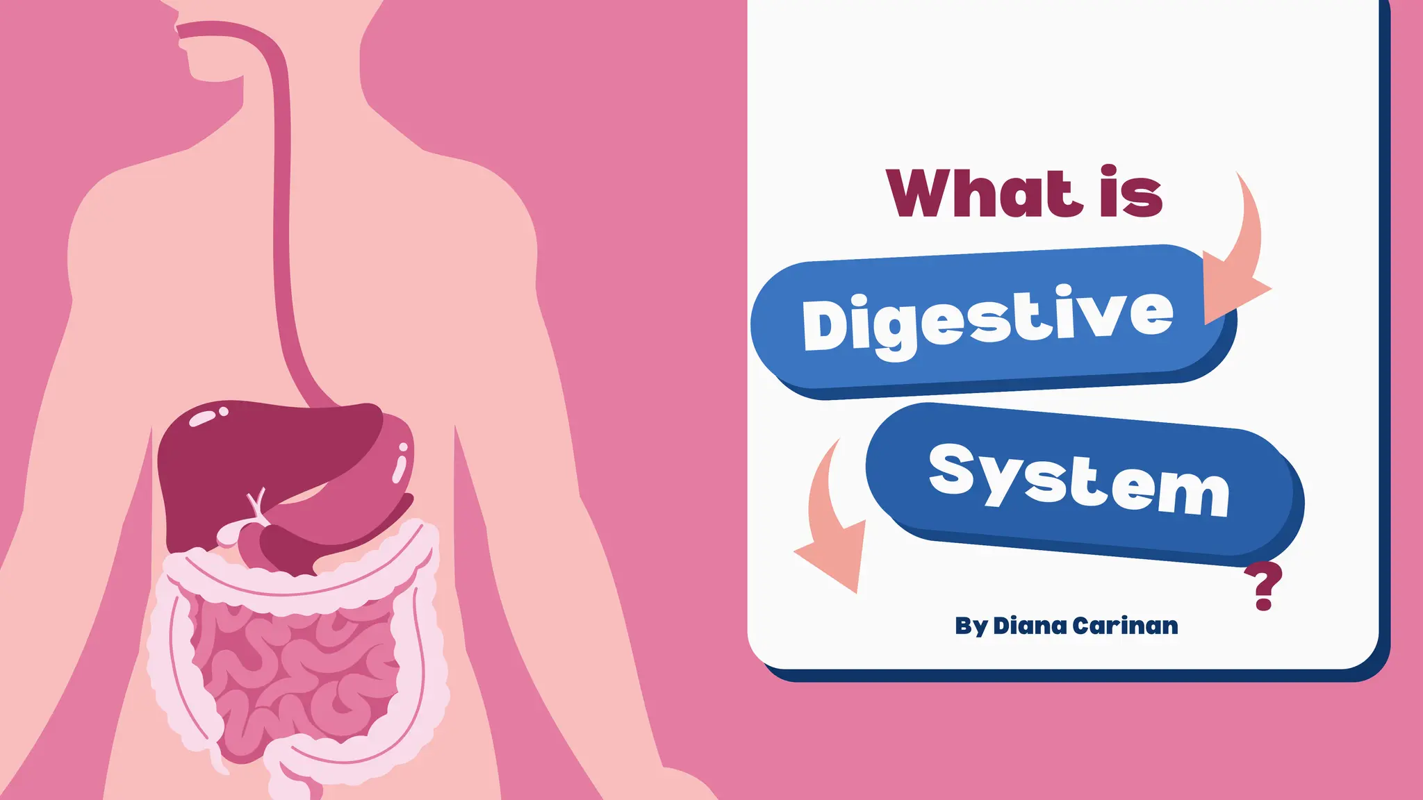 How Our Digestive System Works? It's organs- the mouth, esophagus ...