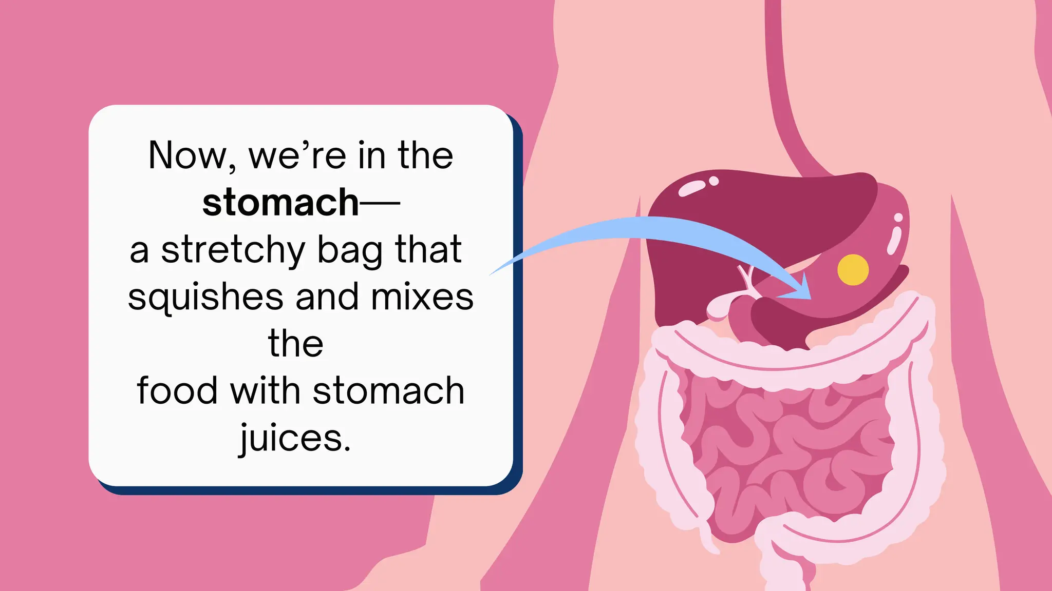 How Our Digestive System Works? It's organs- the mouth, esophagus ...