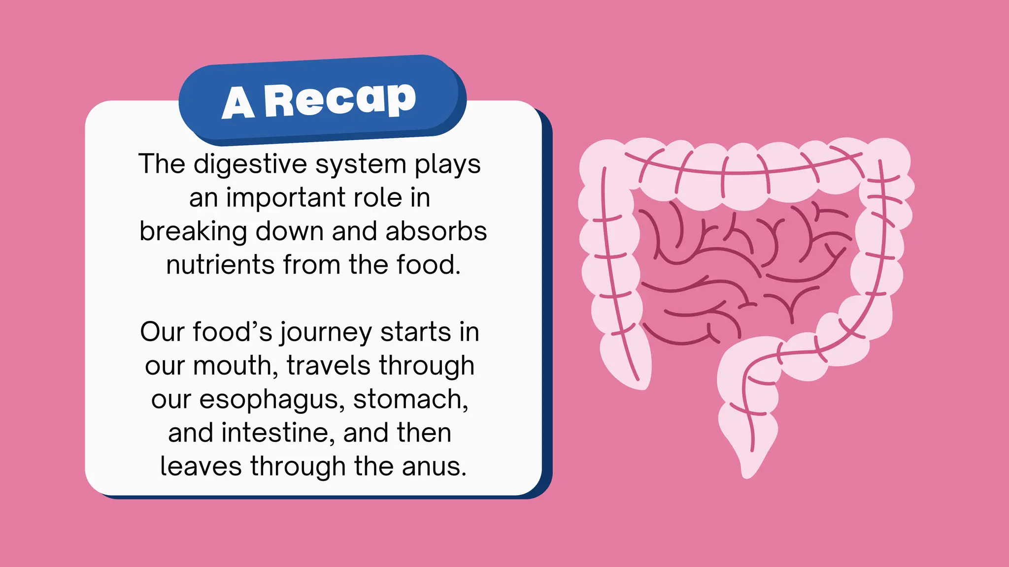 How Our Digestive System Works? It's organs- the mouth, esophagus ...