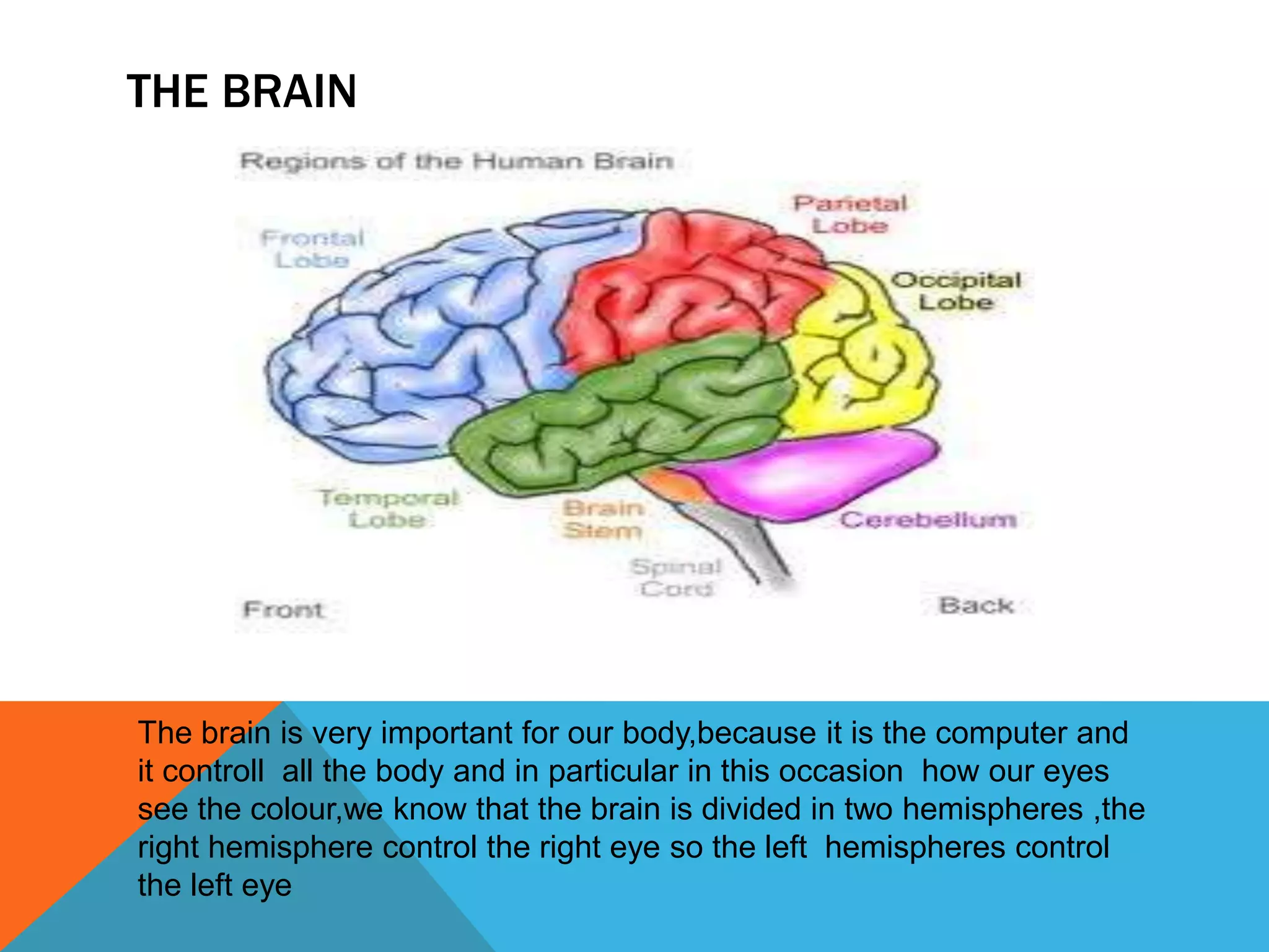 How our eyes see the colour | PPTX