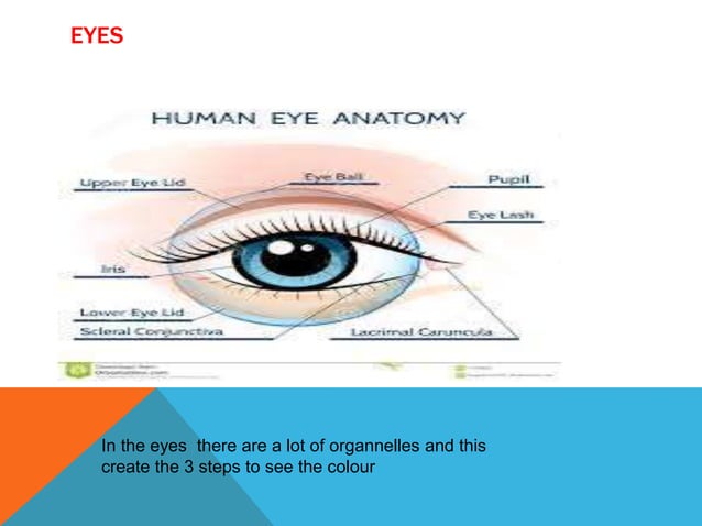 How our eyes see the colour | PPT