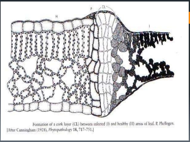 How plants defend themselves against pathogens | PPTX