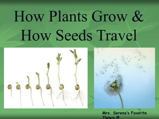 How planta feos and How Seeds travel (1).ppt
