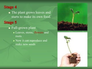 How planta feos and How Seeds travel (1).ppt