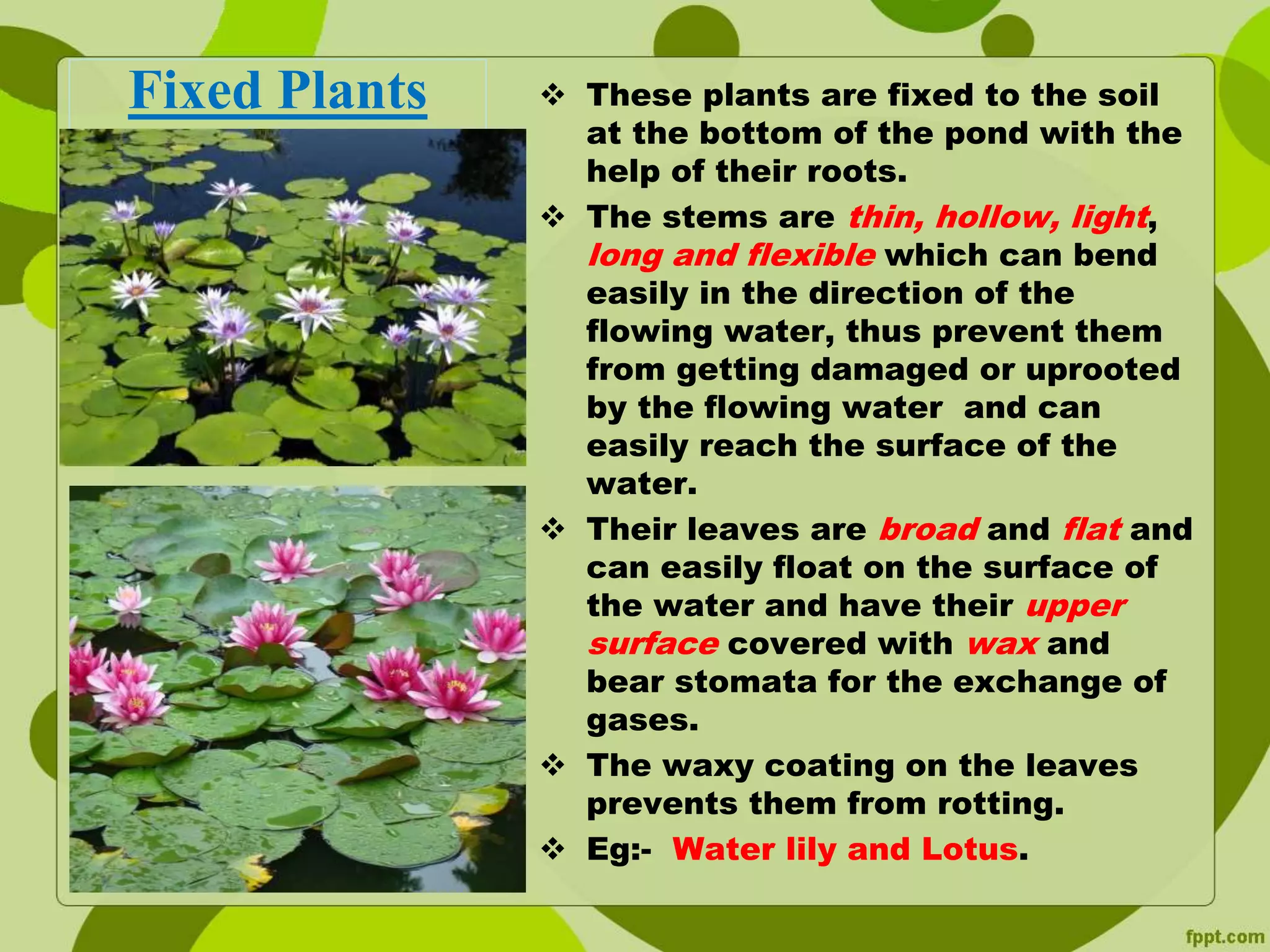 How plants survive CLASS IV | PPT