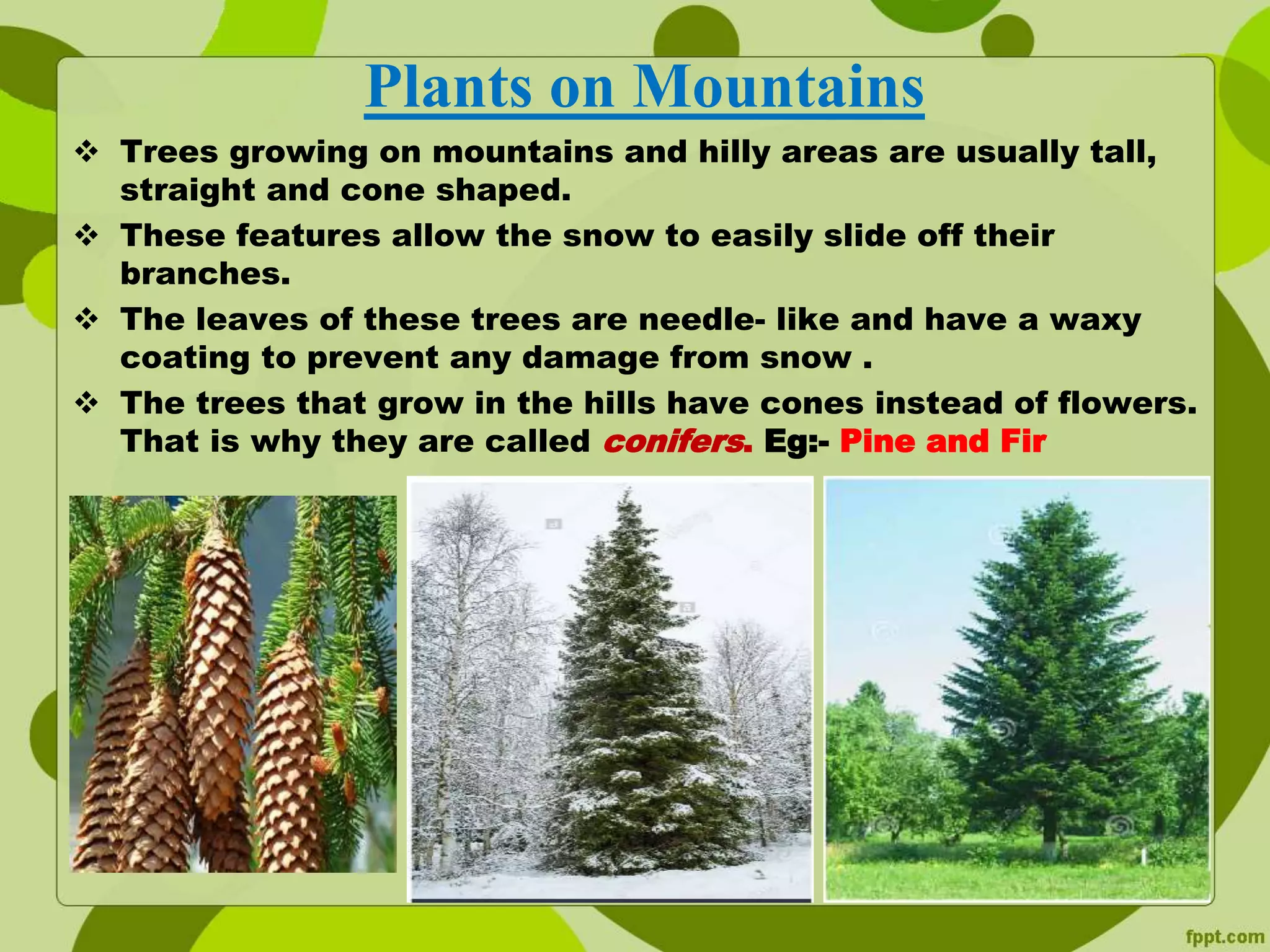How plants survive CLASS IV | PPT