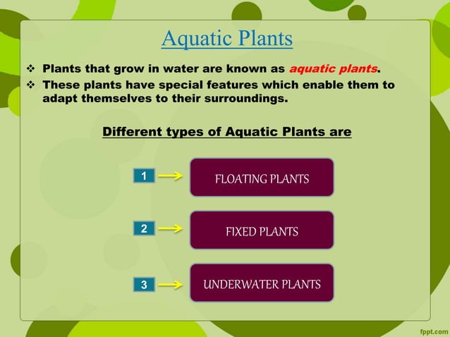 How plants survive CLASS IV | PPT | Gardening | Home & Garden