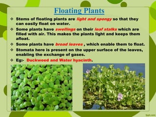 How plants survive CLASS IV | PPT