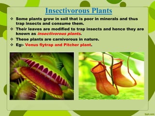 How plants survive CLASS IV | PPT