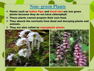 How plants survive CLASS IV | PPT