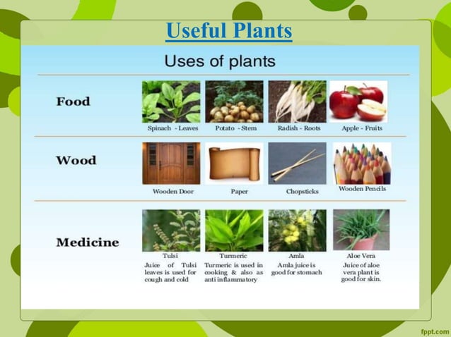 How plants survive CLASS IV | PPT | Gardening | Home & Garden