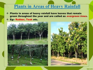 How plants survive CLASS IV | PPT