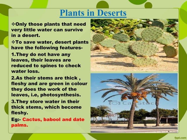 How plants survive CLASS IV | PPT | Gardening | Home & Garden